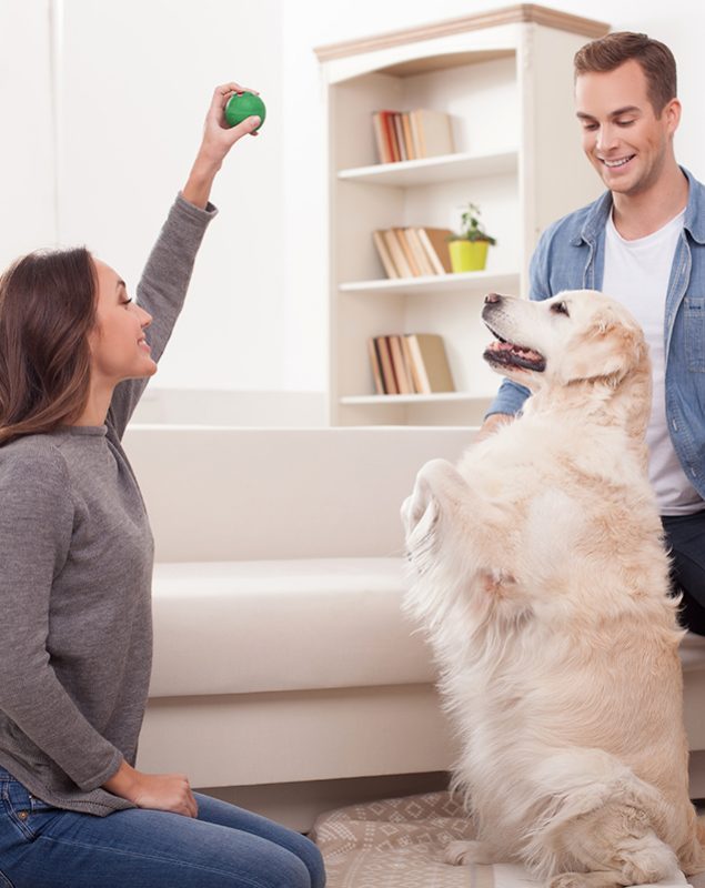 Services - Companion Dog Training