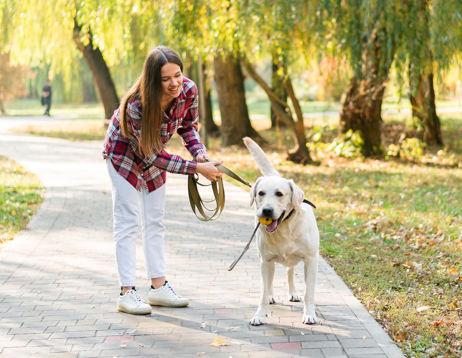 Dog Training Schools & Classes in Melbourne